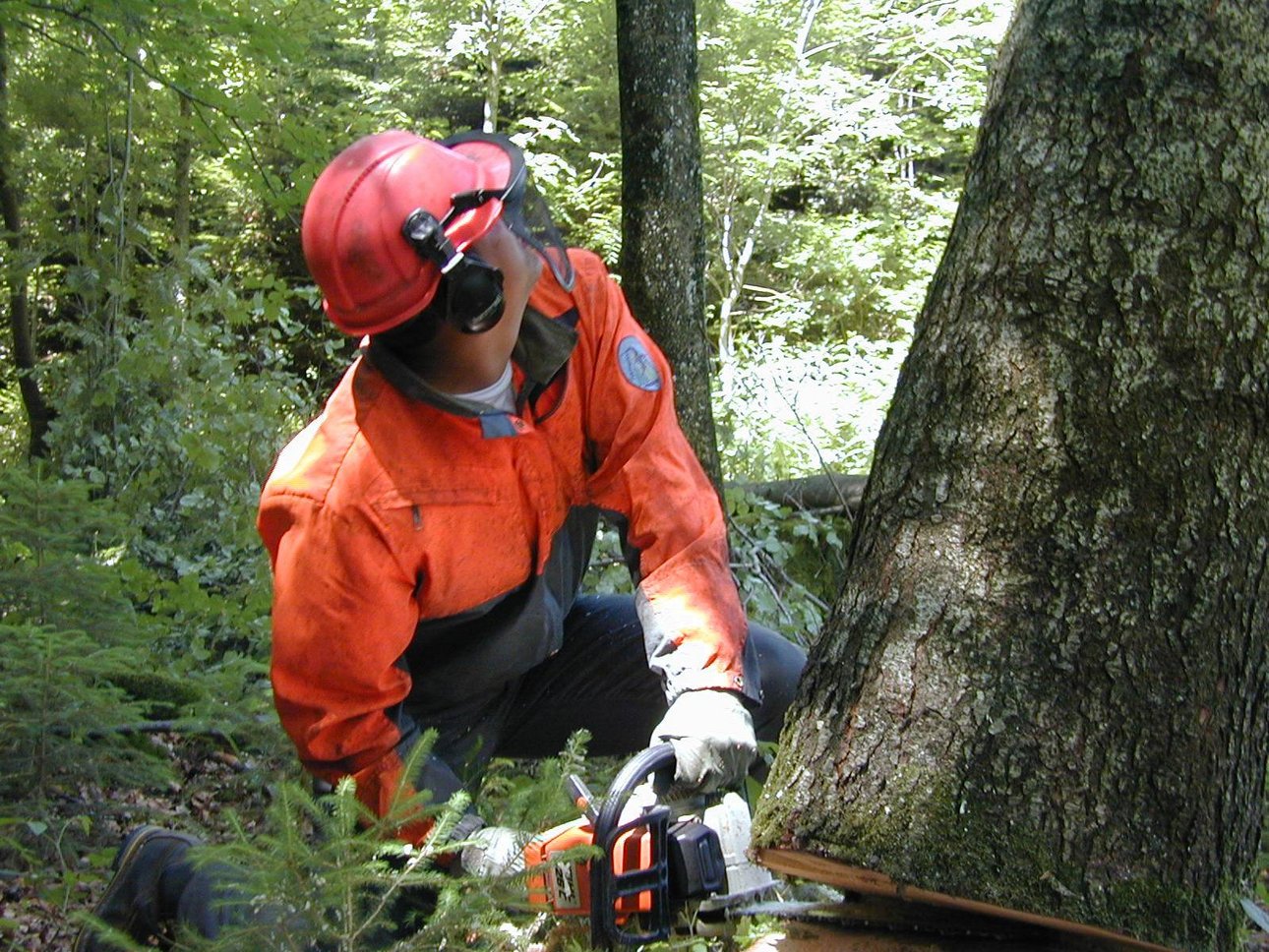 Les métiers de la forêt | État de Vaud