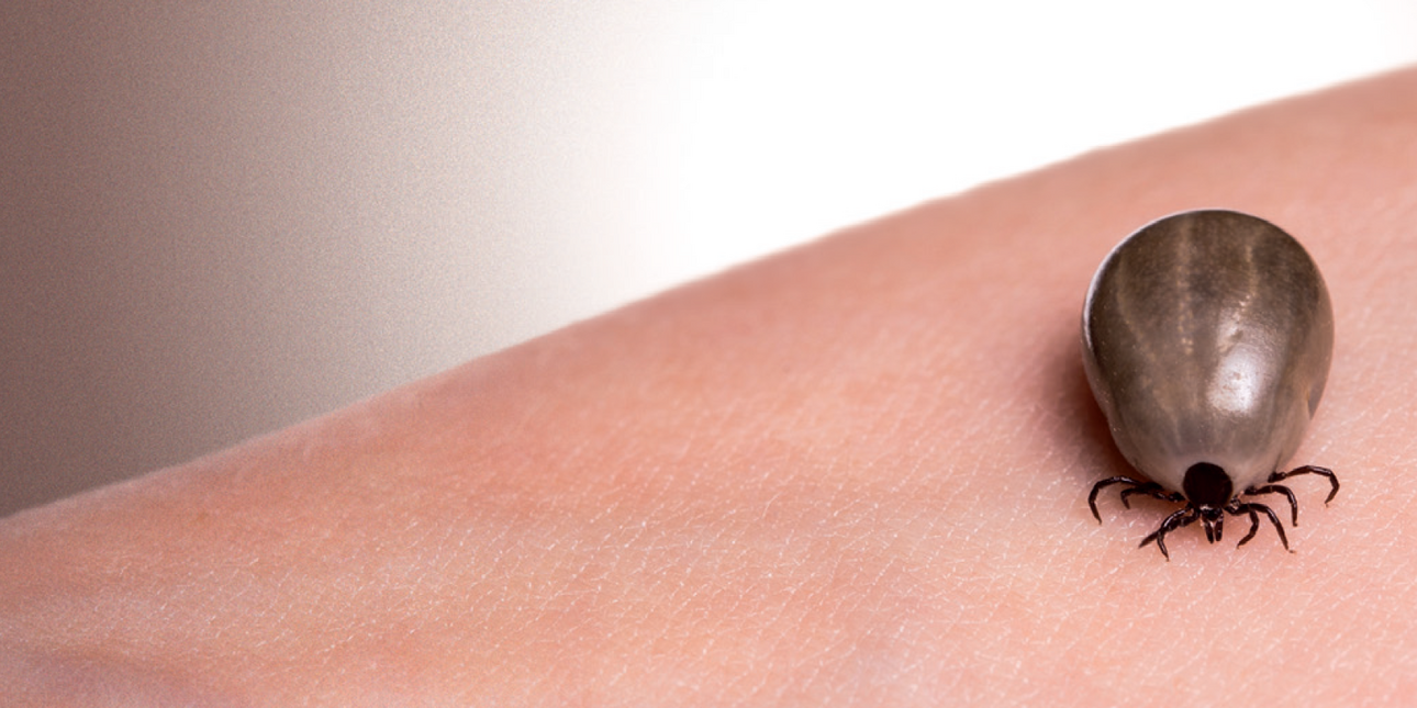 Tiques | État de Vaud