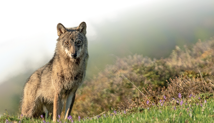 Un plan d’action pour gérer la présence du loup dans le canton | État ...
